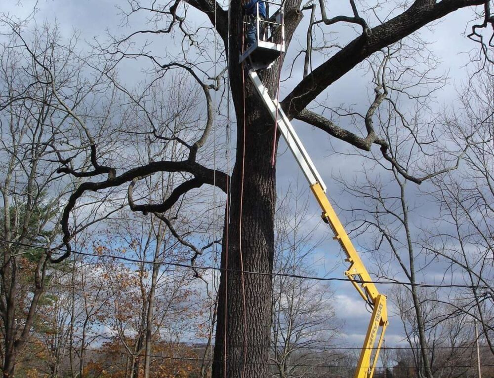 Tree Lightning Protection - WB Lightning Rods