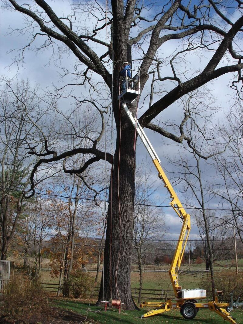 Tree Lightning Protection - WB Lightning Rods