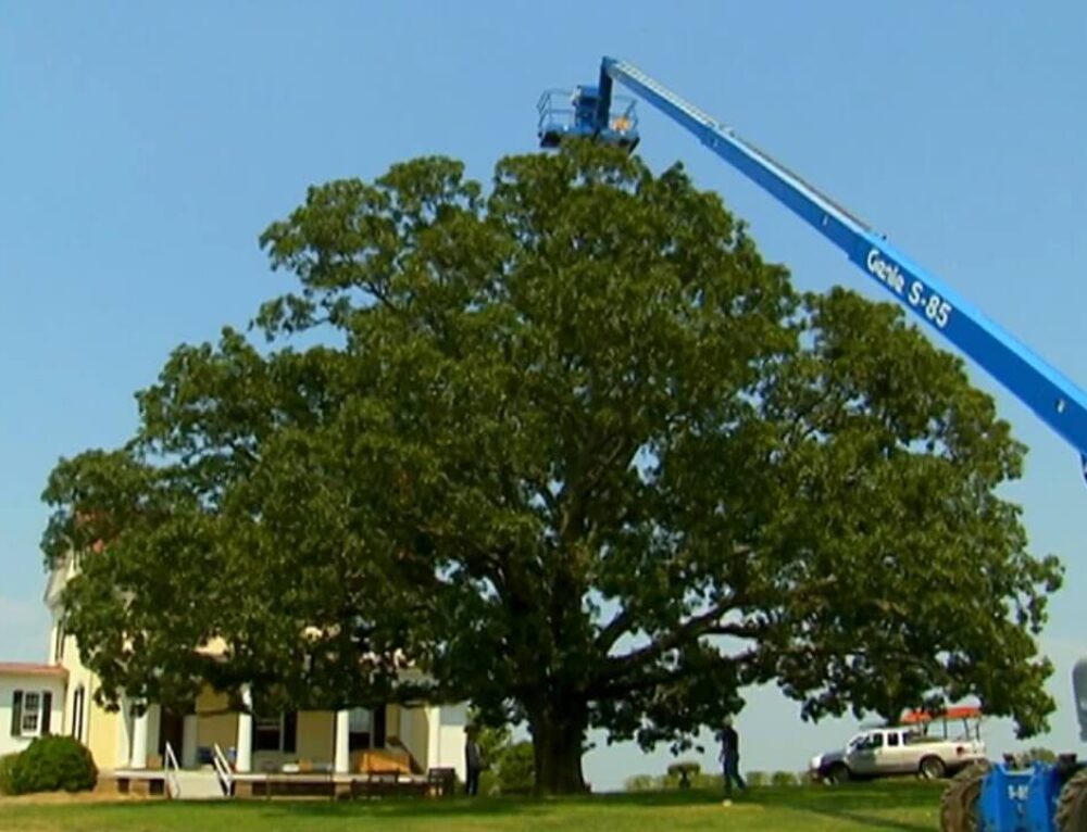 Tree Lightning Protection - WB Lightning Rods